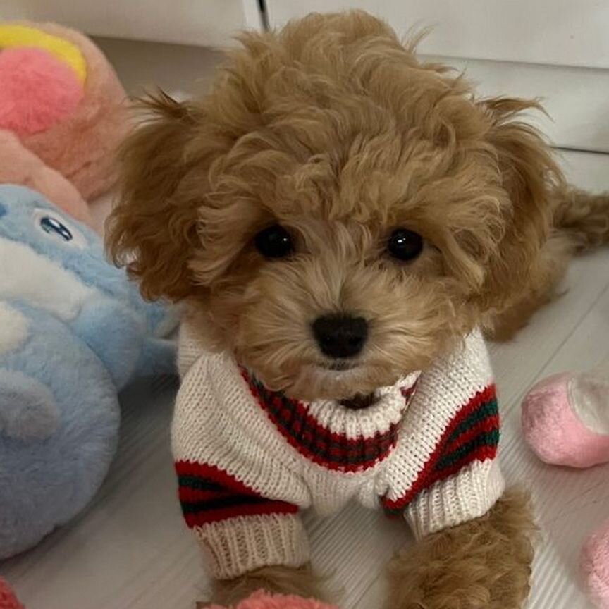 Мальтипу, щенок