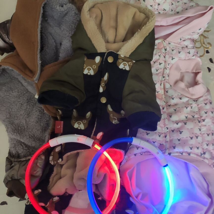 Одежда, обувь и аксессуары для средней собачки