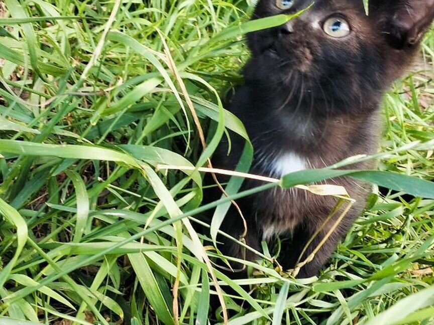 Котята курильский бобтейл