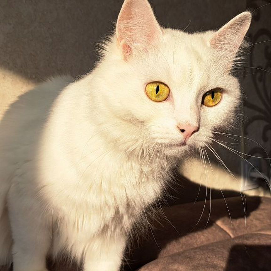 Кошка в добрые руки