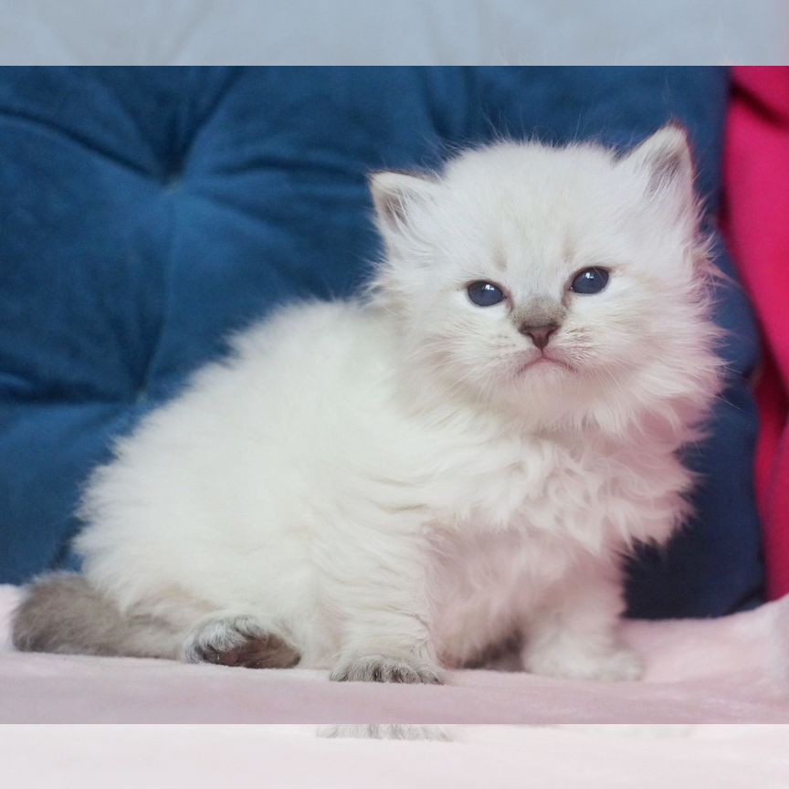 Невские маскарадные котики