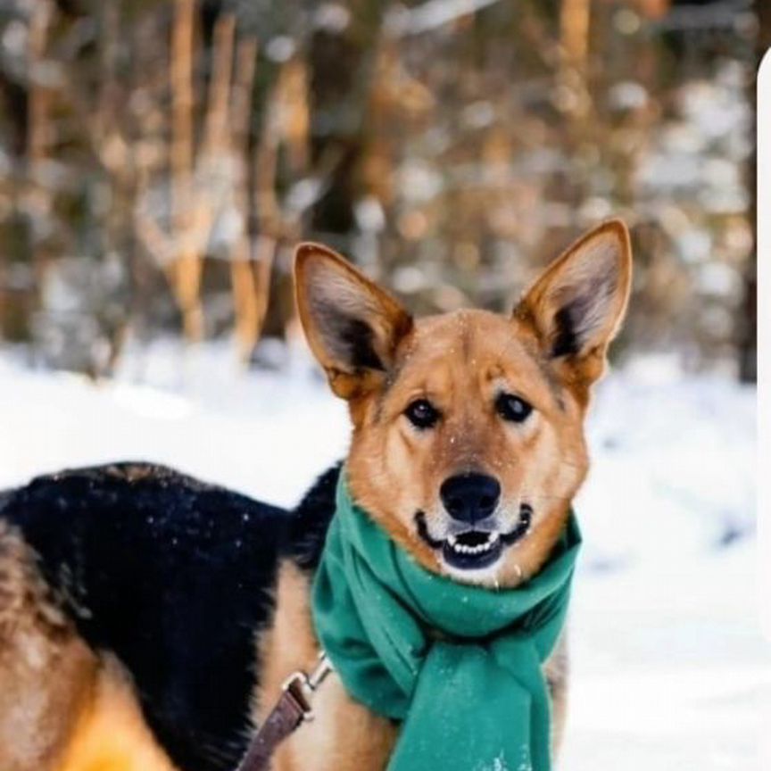 Собака в добрые руки