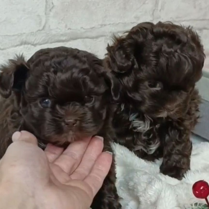 Мальтипу, щенок