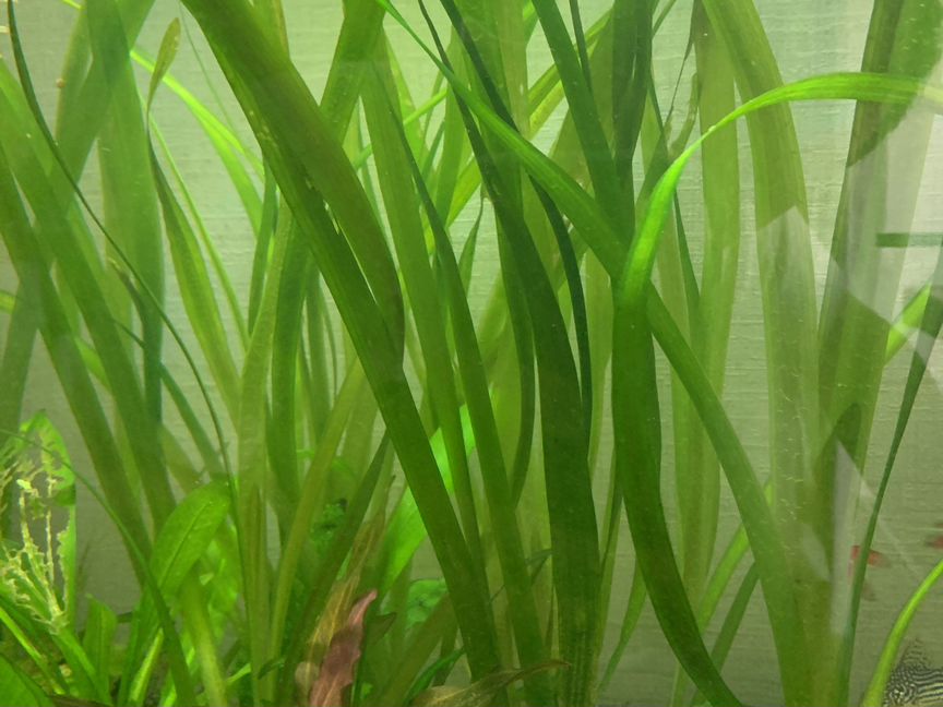 Валиснерия гигантская