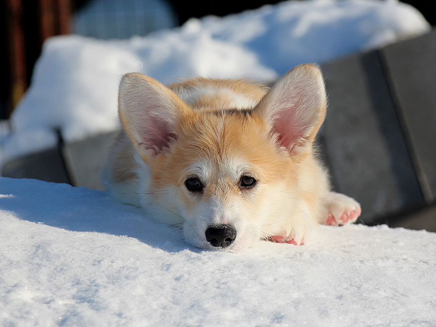 Вельш корги щенки
