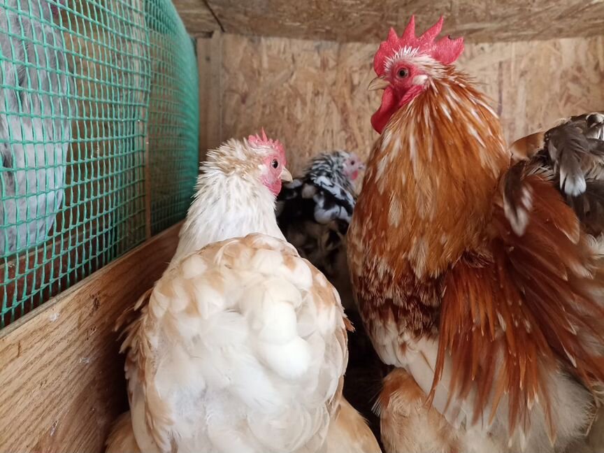 Карликовые кохинхины