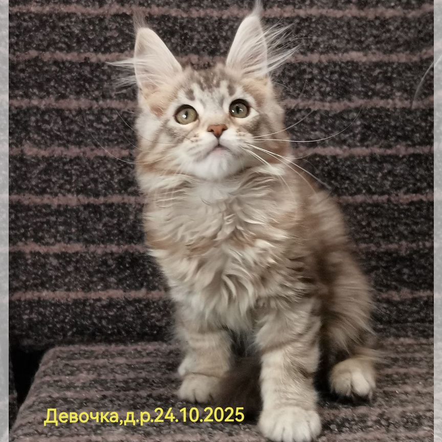 Мейн-кун котёнок