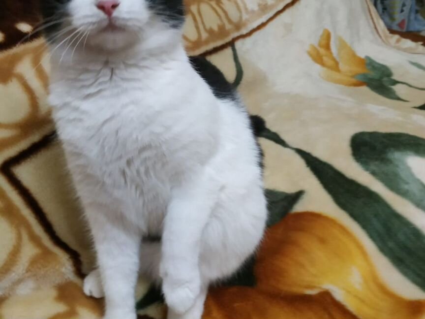 Королевская кошечка ищет дом