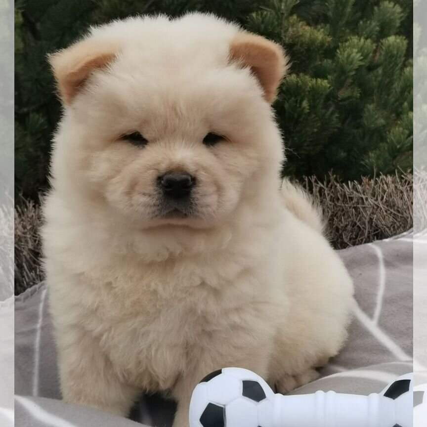 Чау-медвежонок