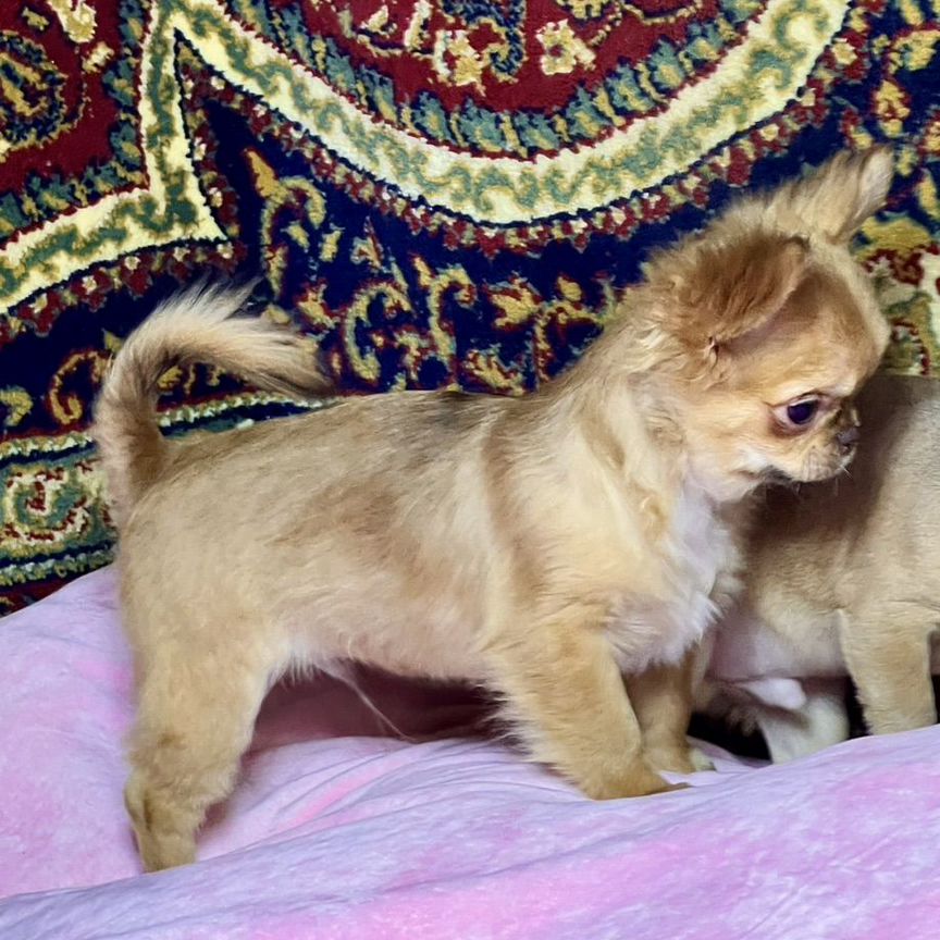 РКФ мальчик чихуа