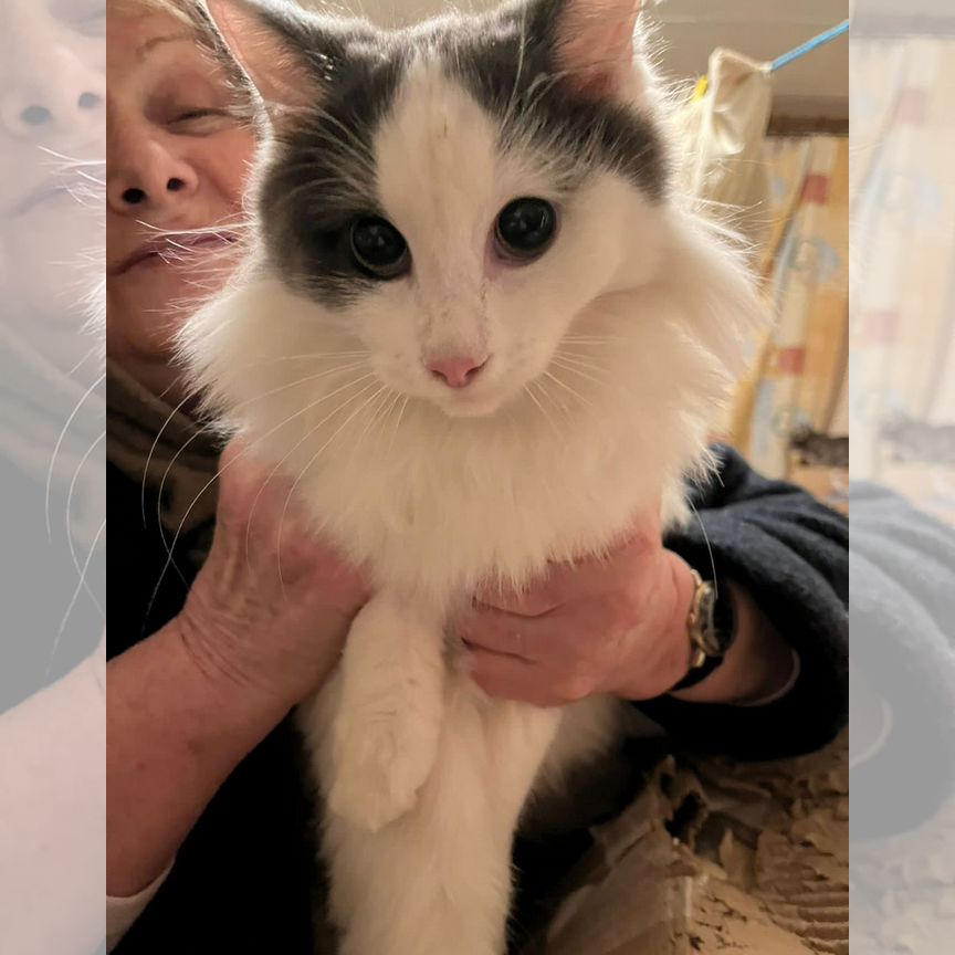 Котик в добрые руки