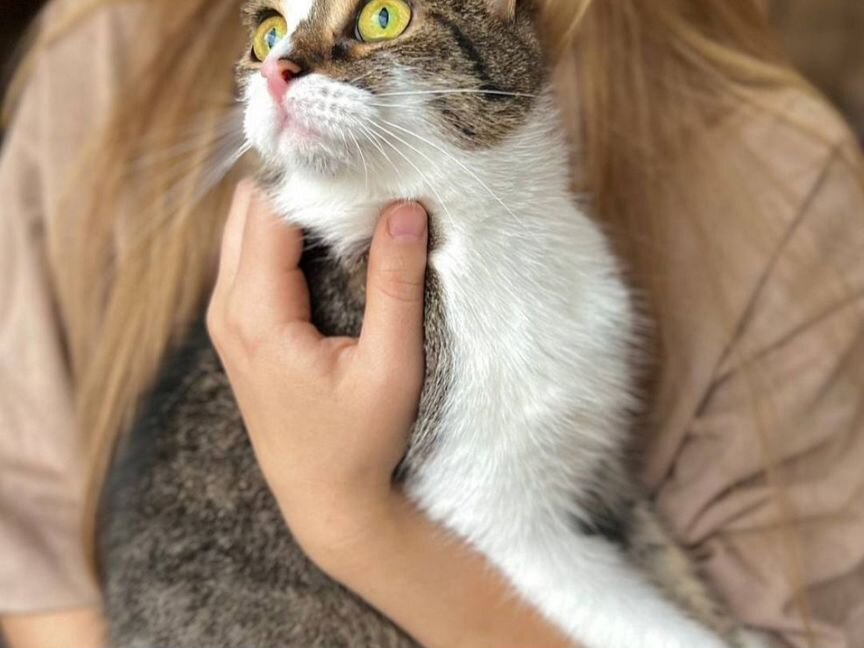 Кошечка Поночка