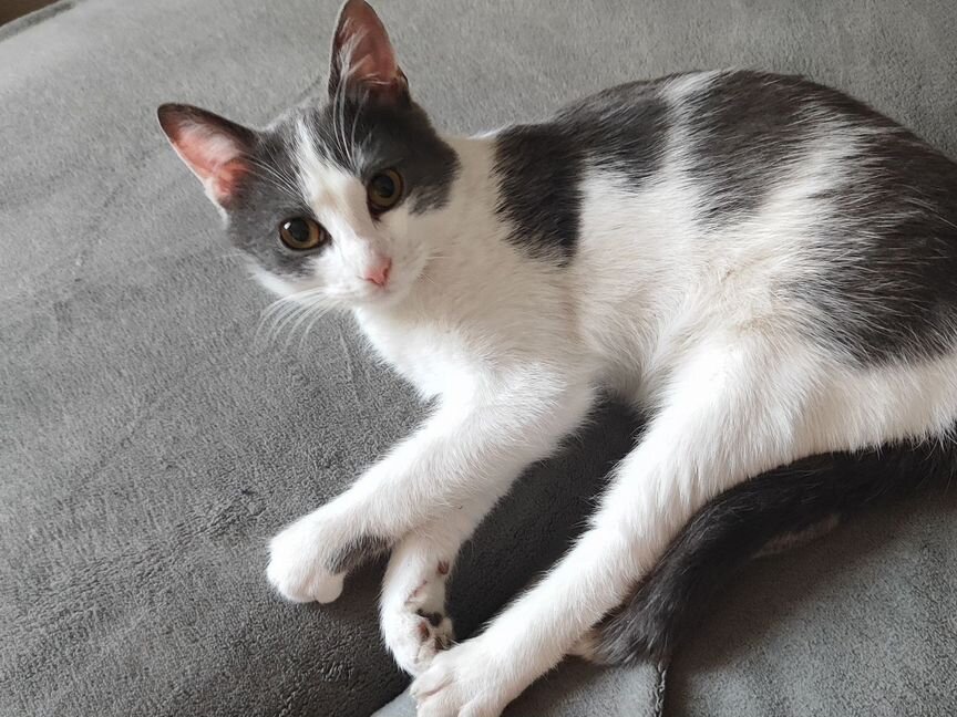 Котик в добрые руки