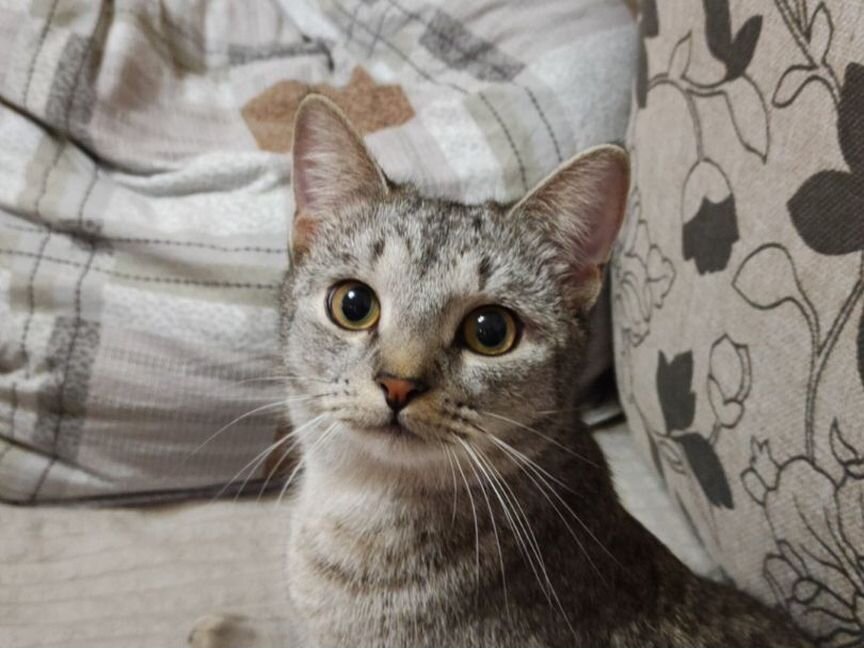 Кот на вязку