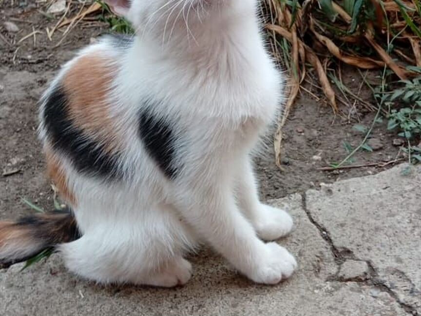 Котёнок трёх цветка 3 мес