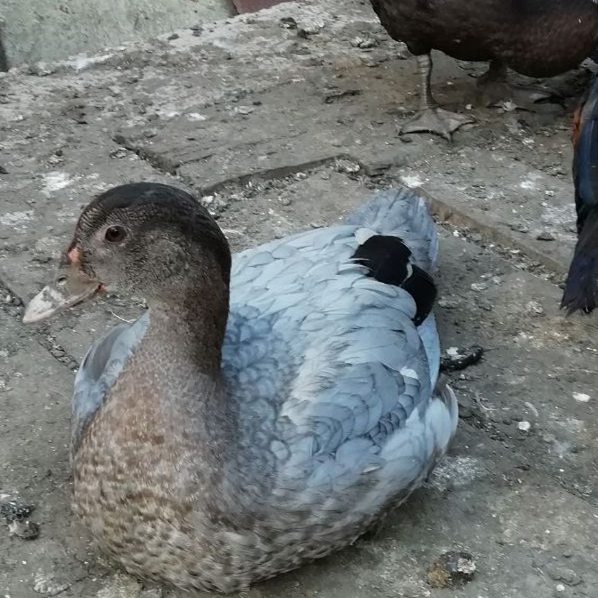 Мускусные утки тяжелые линии