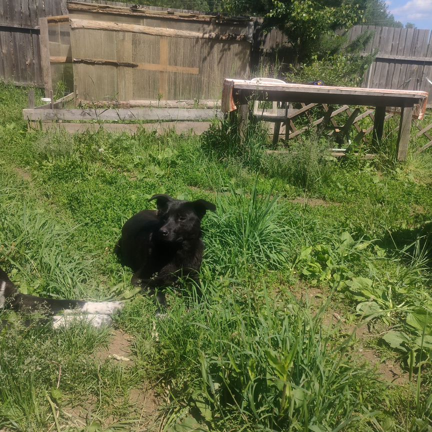 В добрые руки