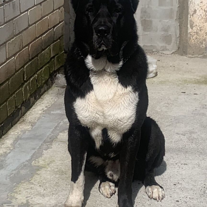 Вязка алабай