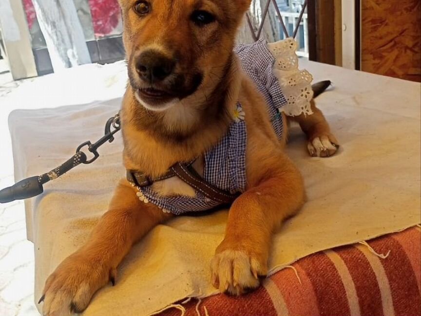 Щенок девочка Сима 4 мес