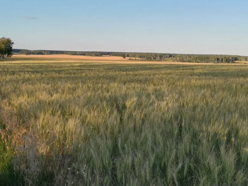 Ячмень, горох