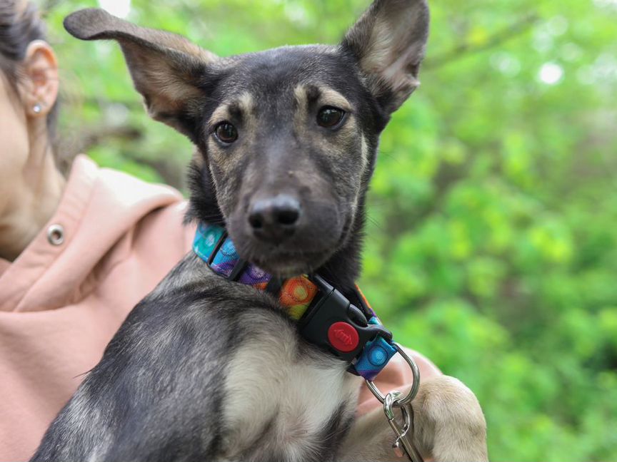 Щенок 4 месяца Веня