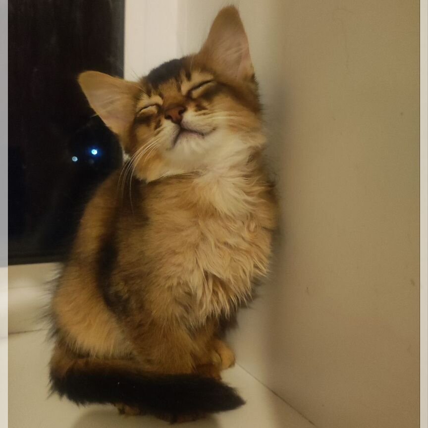 Сомалийский котёнок