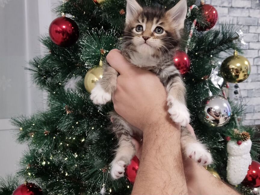 Котята Мейн-Кун с документами