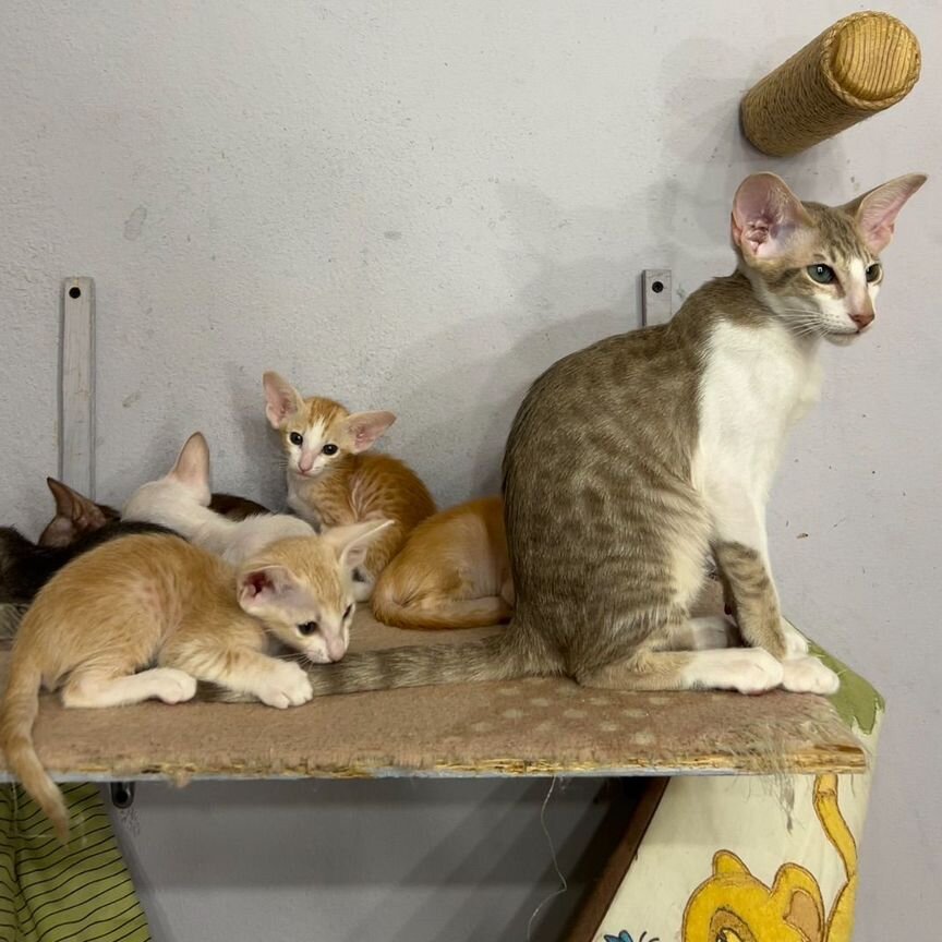 Ориениальные котята