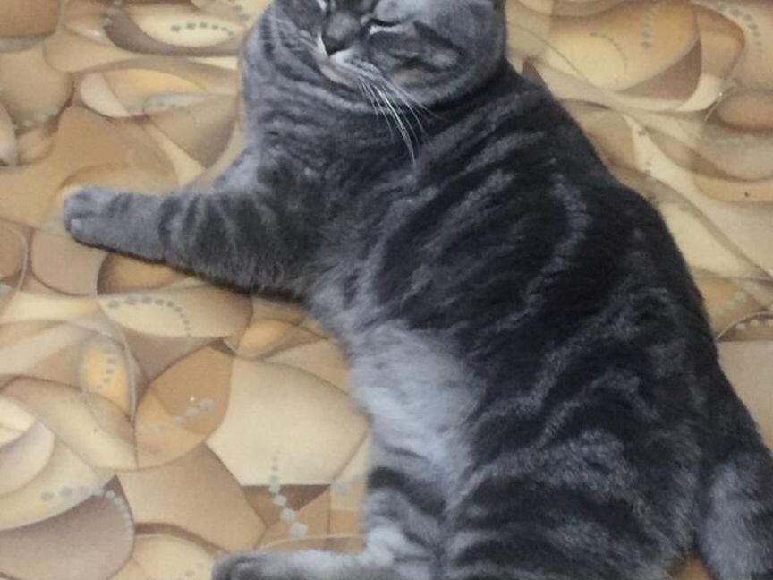 Кошки