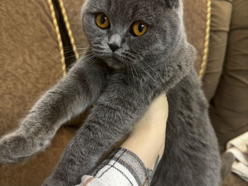 Шотландская кошка