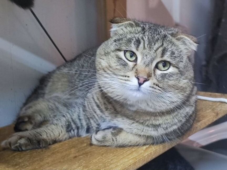 Сэм - котик из приюта