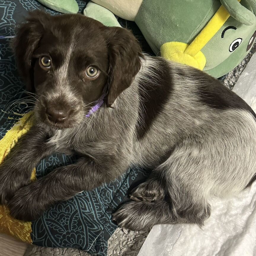 Русский охотничий спаниель, щенок