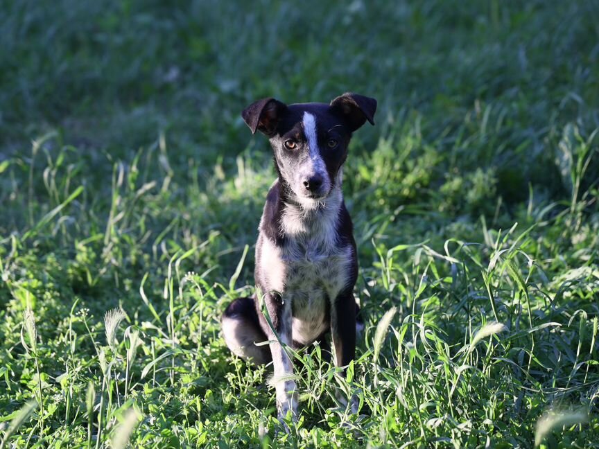 Отдам щенка, помесь с курцхаром