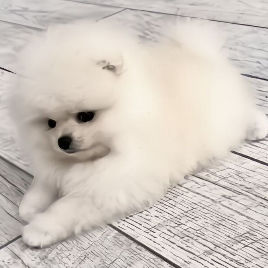 Померанский шпиц, щенок