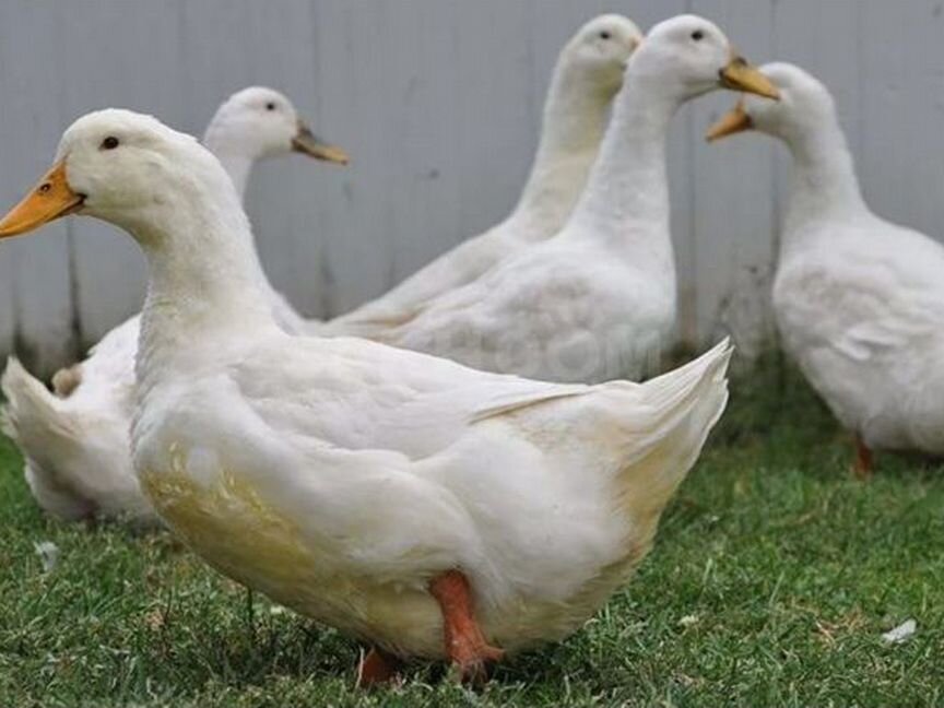 Продам уток