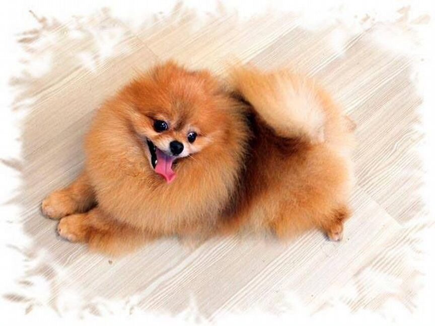 Померанский Мини Шпиц Документы РКФ