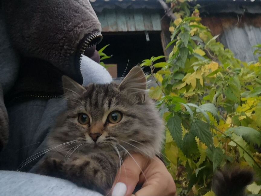 Кошечка в добрые руки