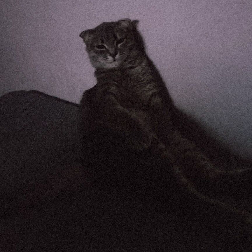 Шотландский вислоухий длинношёрстный котёнок