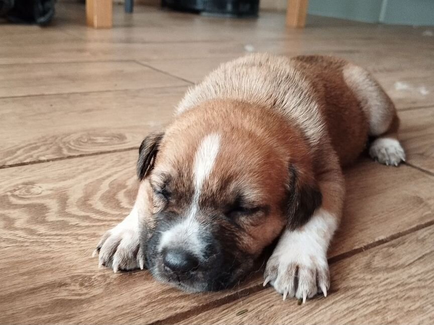 Щенок Корица девочка среднего размера