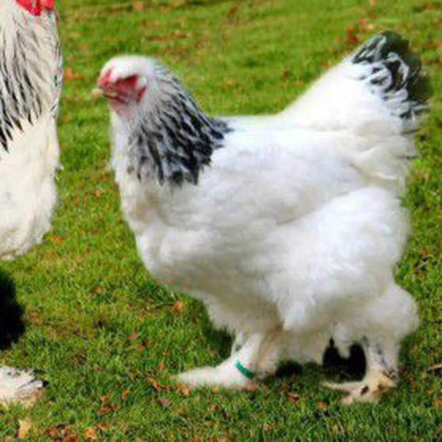 Куры молодки Брама