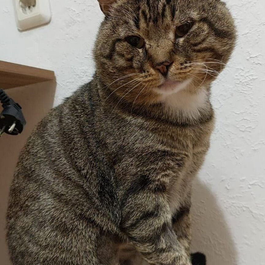 Котик в добрые руки