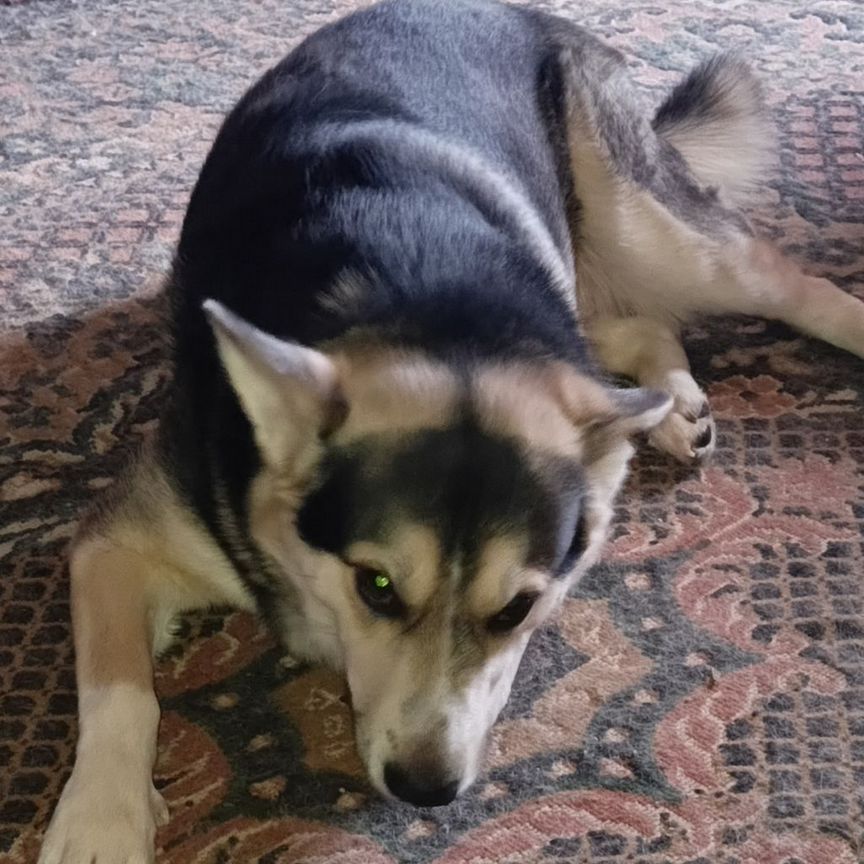 Взрослый пёс в добрые руки