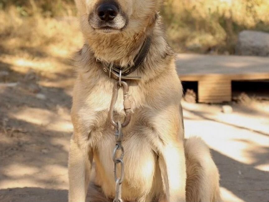 Мухтар в добрые руки