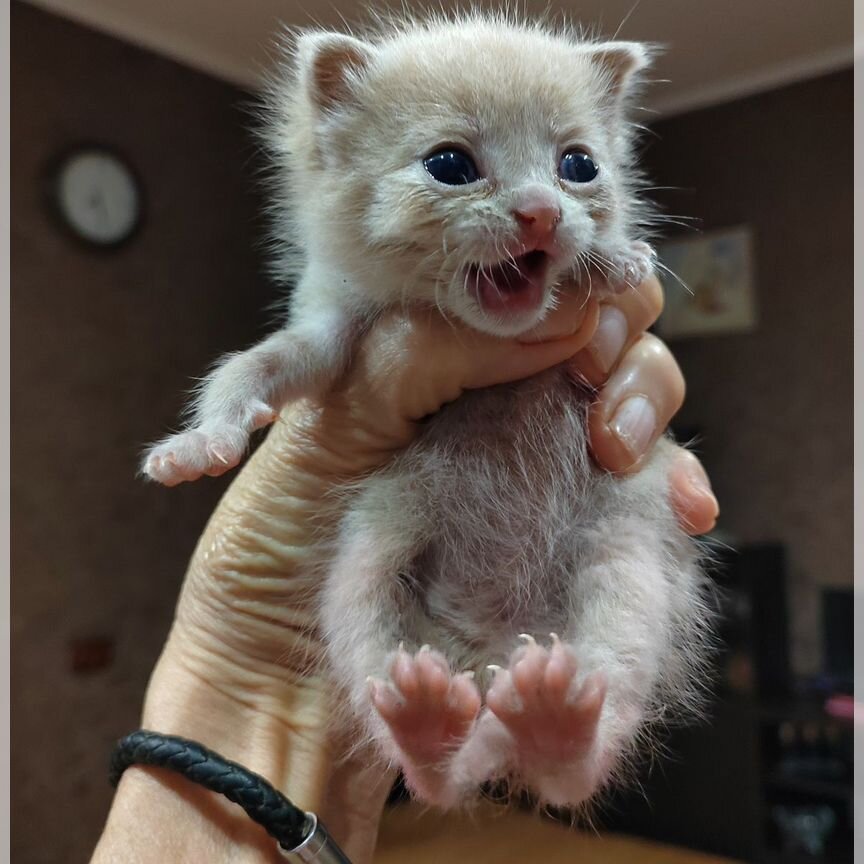 Котенок