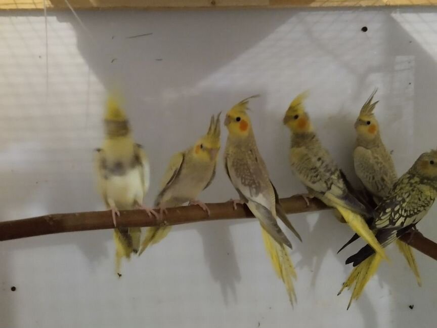 Попугаи Корелла, возраст 2 месяца, цена 1500