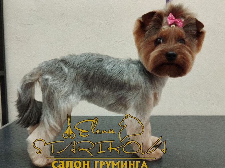 Йоркширский терьер