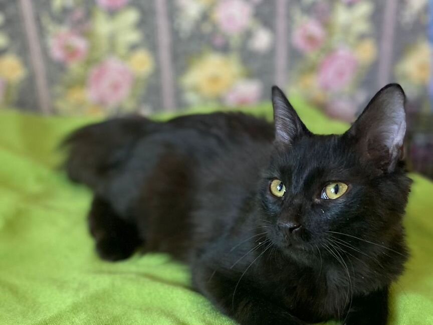 Котенок черный Бумер в поисках дома