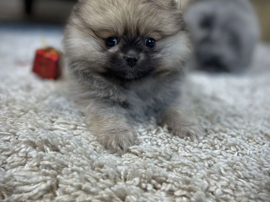 Шпиц мини крошка на ладошку