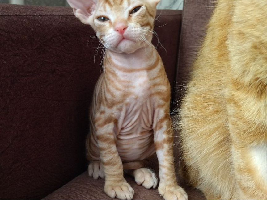 Донской сфинкс котята