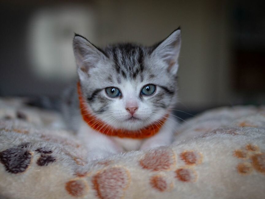 Котёнок Микка